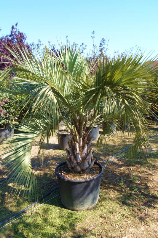 Butia capitata (B. australis) (Cocos australis) – Pepiniere Bourgogne
