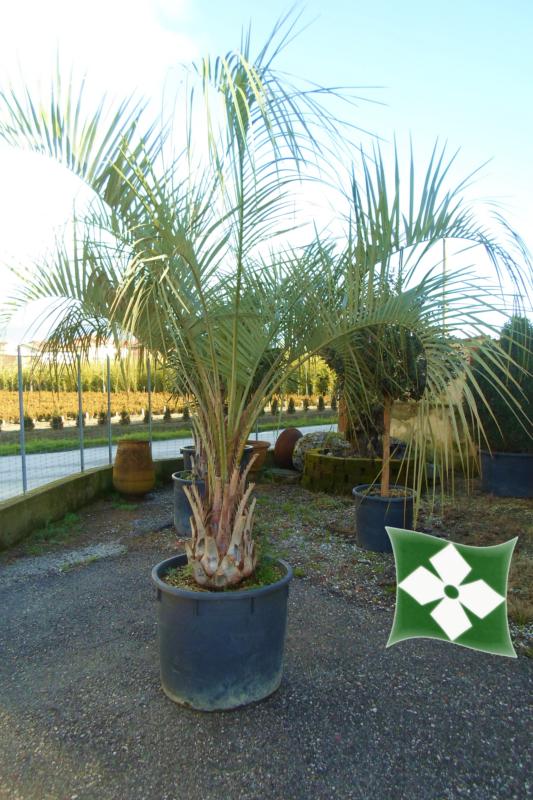 Butia capitata (B. australis) (Cocos australis) – Pepiniere Bourgogne