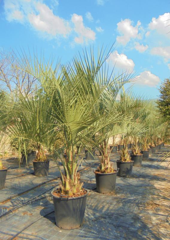 Butia capitata (B. australis) (Cocos australis) – Pepiniere Bourgogne