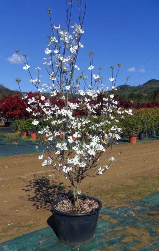 Cornus florida – Pepiniere Bourgogne