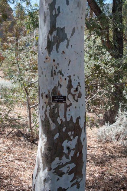 Eucalyptus rostrata – Pepiniere Bourgogne