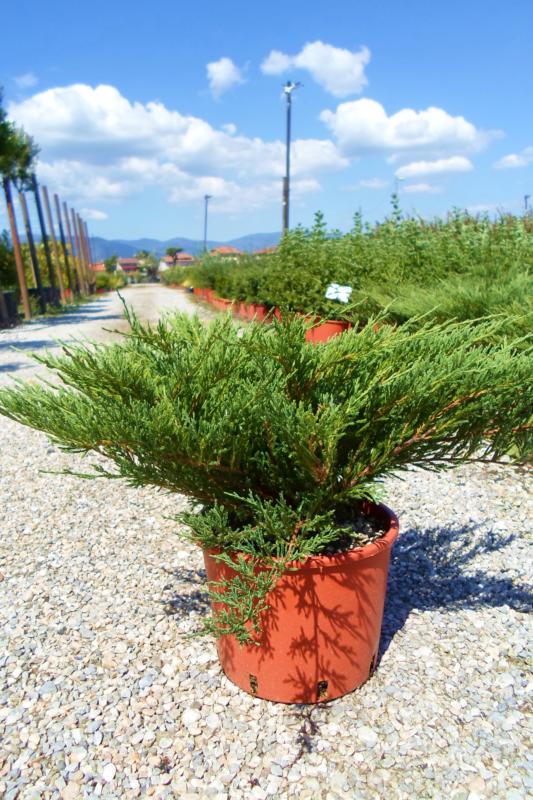 Juniperus horizontalis ‘Andorra Compacta’ – Pepiniere Bourgogne