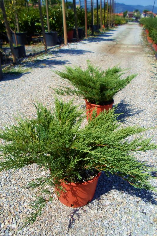 Juniperus horizontalis ‘Andorra Compacta’ – Pepiniere Bourgogne