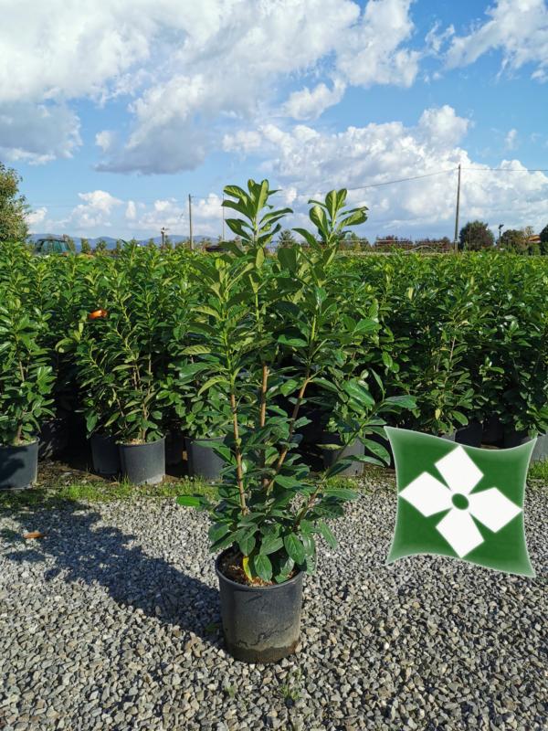 Prunus laurocerasus ‘Caucasica’ et ‘Novita’ – Pepiniere Bourgogne